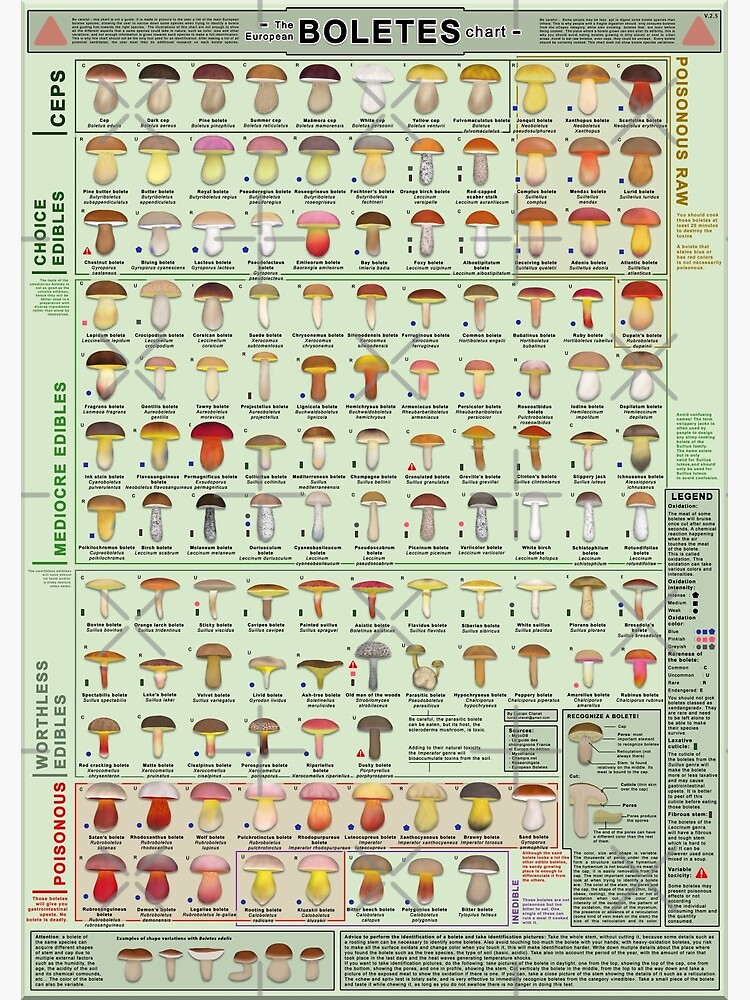 "Chart of all European boletes species (English)" Poster by Lucian ...
