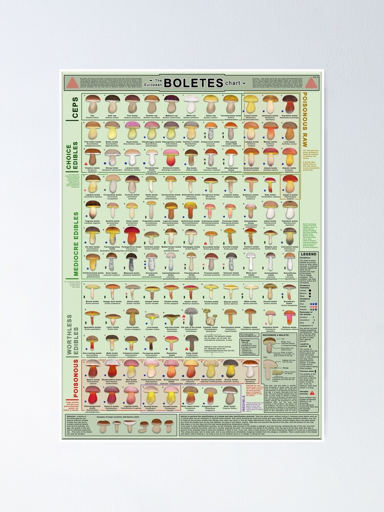 "Chart of all European boletes species (English)" Poster by Lucian ...
