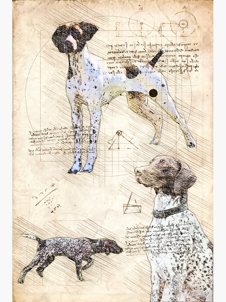 "German Shorthaired Pointer, or GSP, sketch" Sticker for Sale by ...