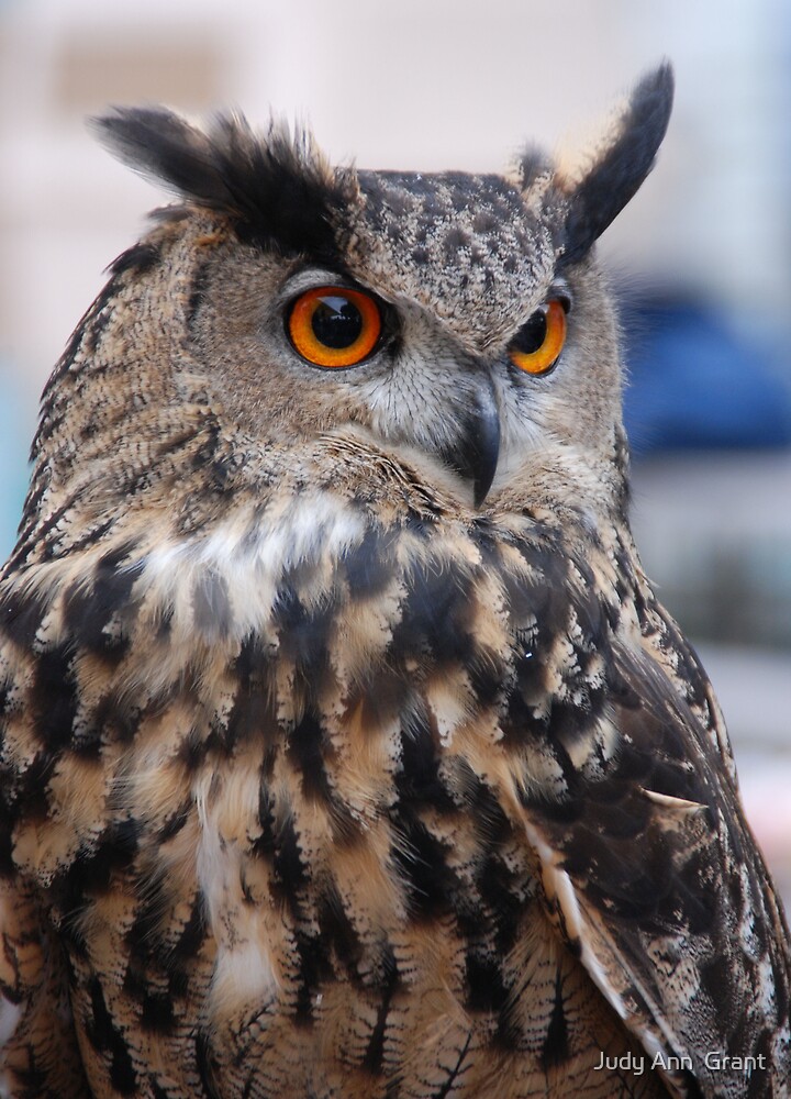 "Awesome Owl " by Judy Ann Grant | Redbubble