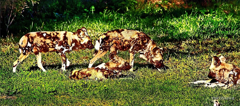 "African Wild Dog Family" by miroslava | Redbubble