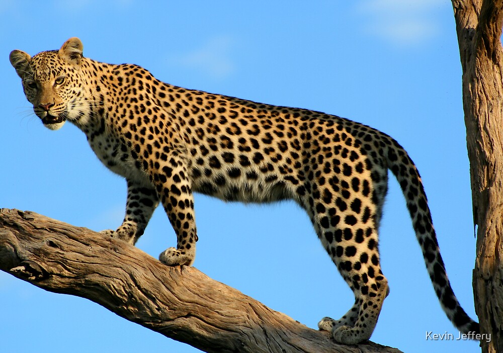"Leopard standing in a tree" by Kevin Jeffery | Redbubble