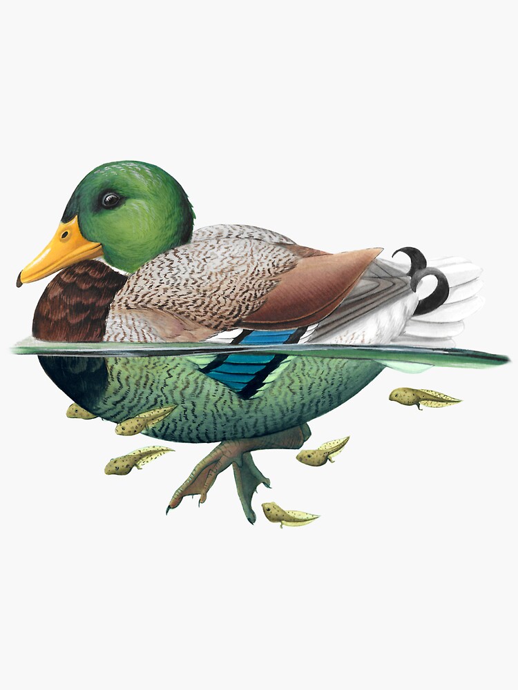 "Mallard" Sticker for Sale by JadaFitch | Redbubble