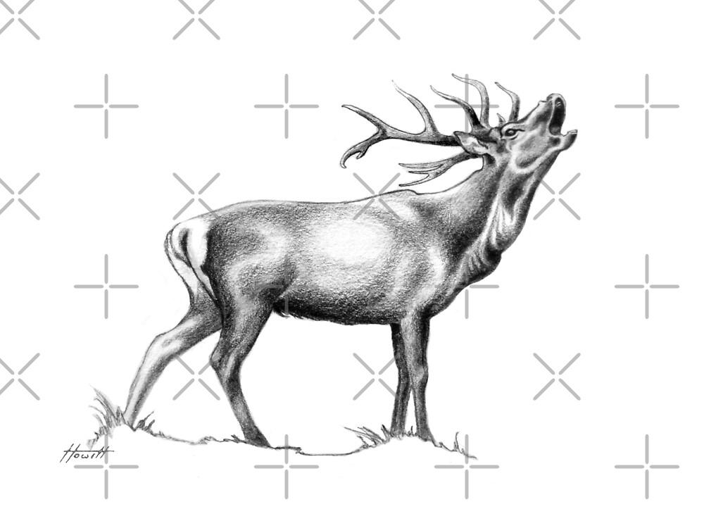 "Red Stag Roaring 2" by Patricia Howitt | Redbubble