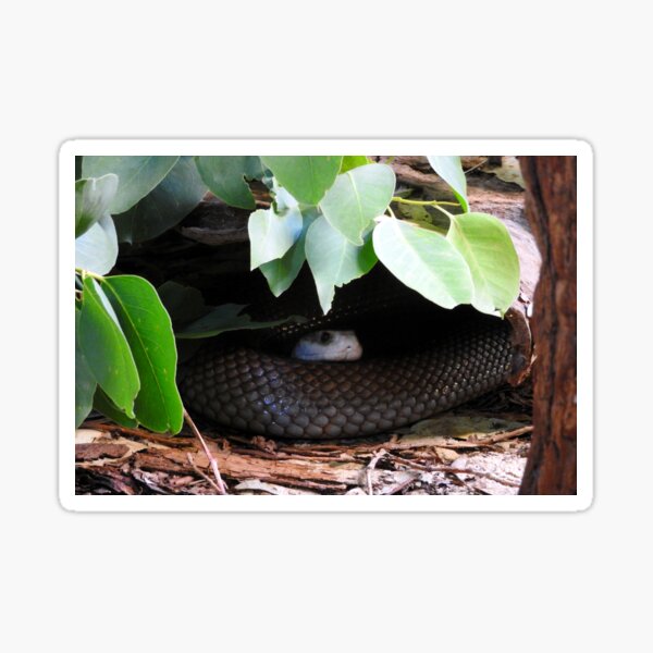 "Coastal Taipan" Sticker for Sale by kirstybush | Redbubble