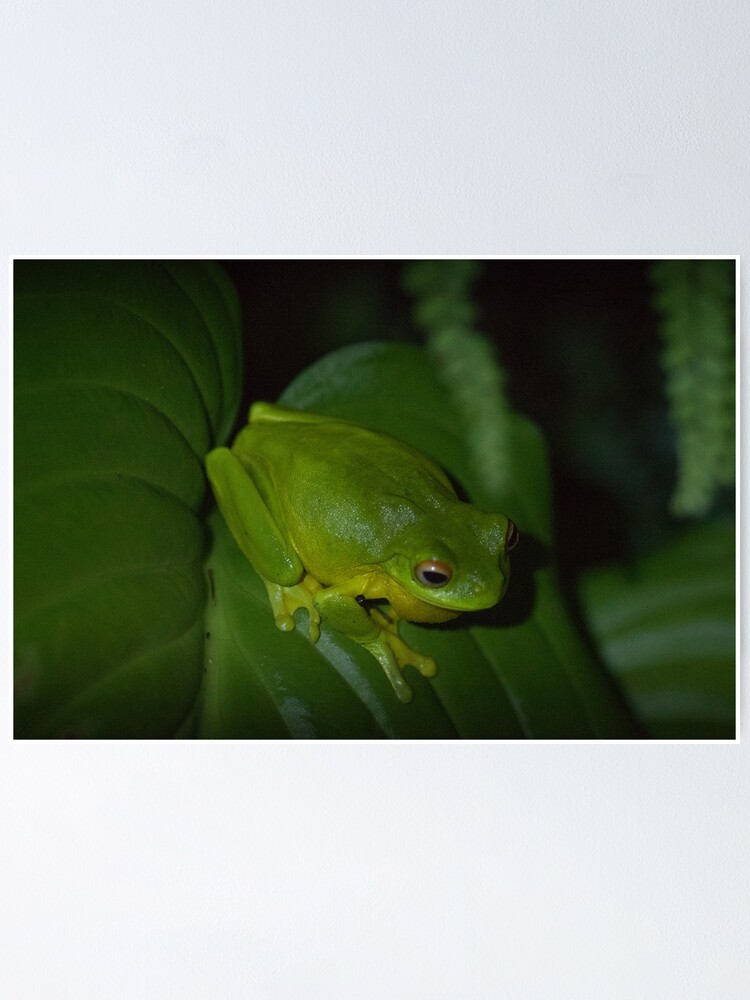"Red Eyed Green Tree Frog" Poster for Sale by colinsart | Redbubble