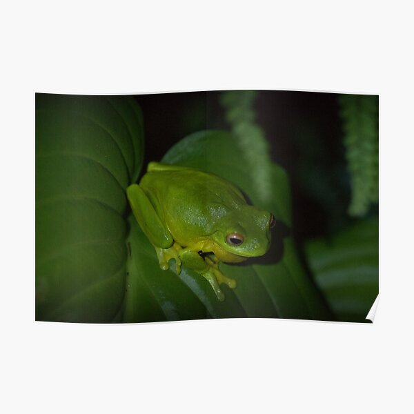 "Red Eyed Green Tree Frog" Poster for Sale by colinsart | Redbubble