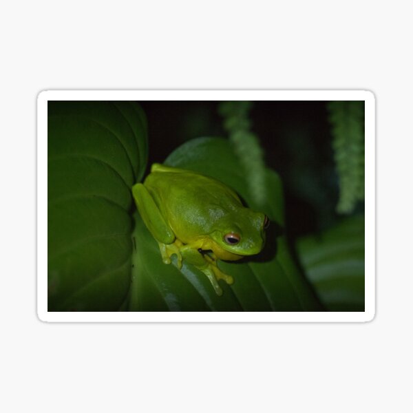 "Red Eyed Green Tree Frog" Sticker for Sale by colinsart | Redbubble