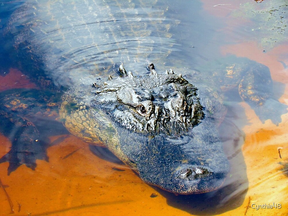 "My Famous Gator" by Cynthia48 | Redbubble