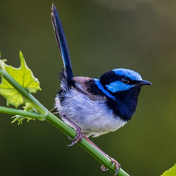 "Australian Superb Fairy-Wren" Sticker for Sale by Ross Campbell ...