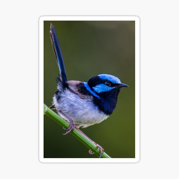 "Australian Superb Fairy-Wren" Sticker for Sale by Ross Campbell ...