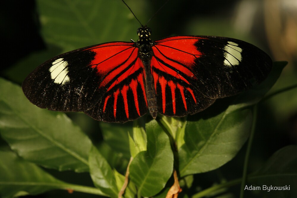 "Postman Longwing Closeup" by Adam Bykowski | Redbubble