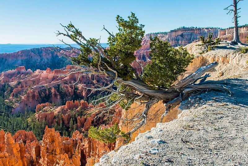 "Dangerous Living" by BGSPhoto | Redbubble