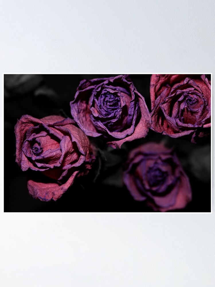 "BLT macabre roses, pink-purple" Poster for Sale by bltgraphics | Redbubble