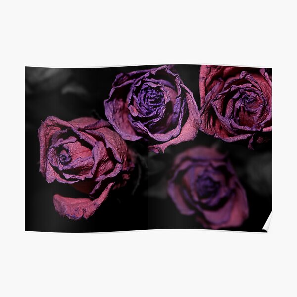 "BLT macabre roses, pink-purple" Poster for Sale by bltgraphics | Redbubble
