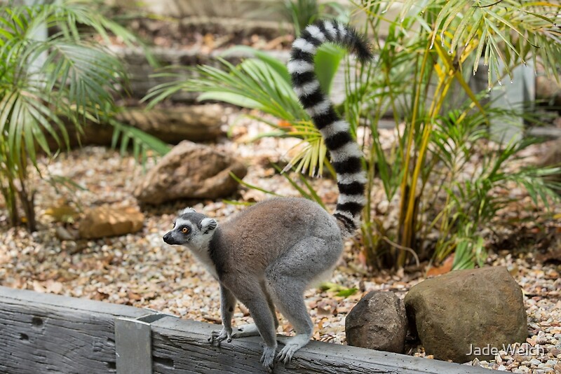 "Watch me jump" by Jade Welch | Redbubble