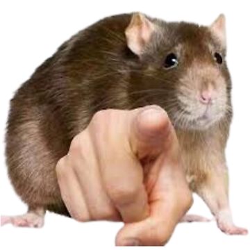 "Rat Pointing Meme" Sticker for Sale by NessOkey | Redbubble