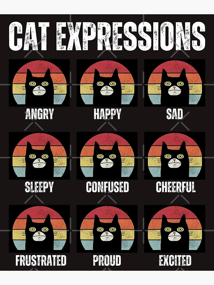 Funny Cat Expressions