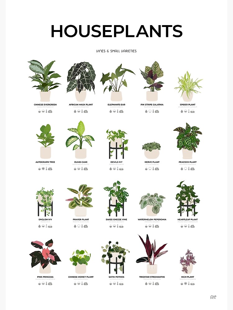 "Vine & Small Houseplants Chart" Poster for Sale by Alo Design | Redbubble