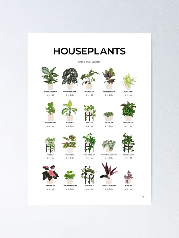 "Vine & Small Houseplants Chart" Poster for Sale by Alo Design | Redbubble