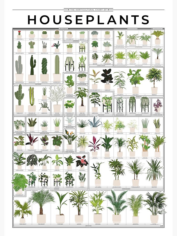 "The Horticultural Chart of Houseplants | The Ultimate Guide of 100 ...