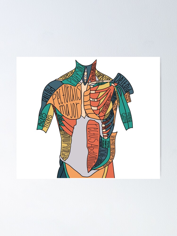"Labeled Abdominal Muscle Anatomy " Poster for Sale by Katherine Winner ...