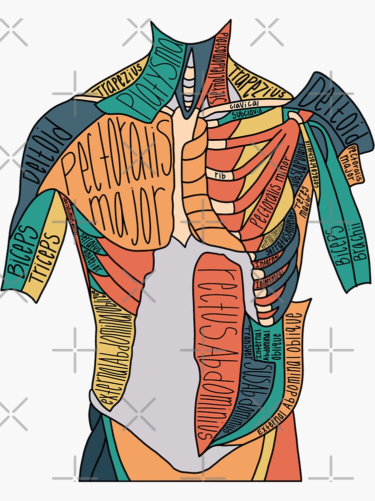 "Labeled Abdominal Muscle Anatomy " Sticker for Sale by Katherine ...