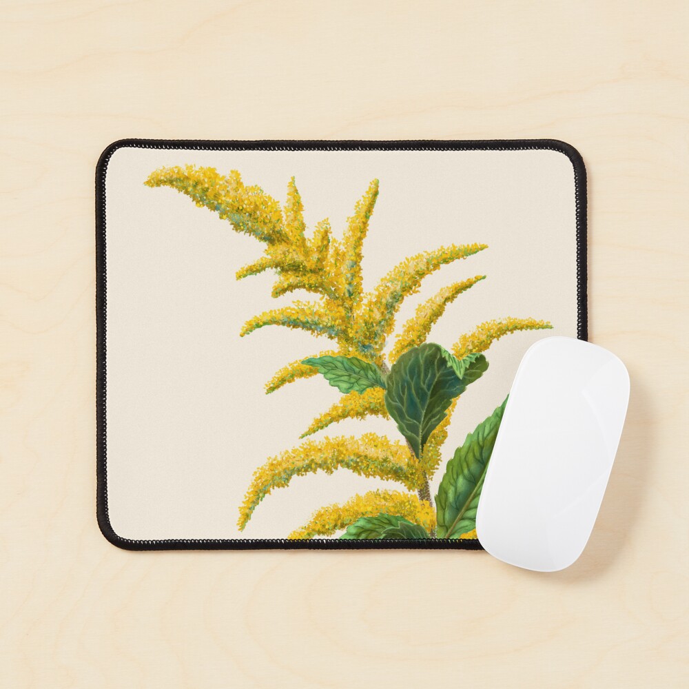 "Wrinkleaf Goldenrod Rough-stemmed Goldenrod Scientific Illustration ...