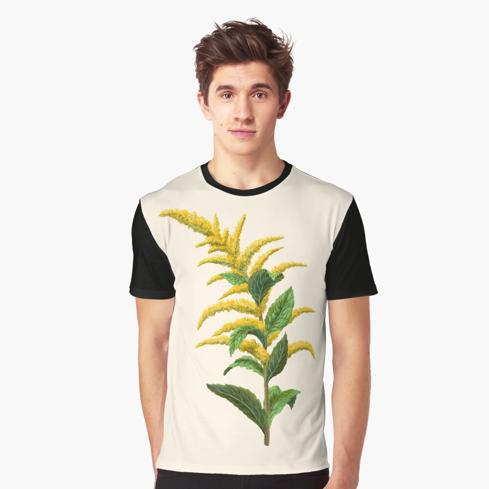 "Wrinkleaf Goldenrod Rough-stemmed Goldenrod Scientific Illustration ...