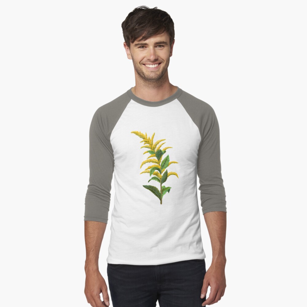 "Wrinkleaf Goldenrod Rough-stemmed Goldenrod Scientific Illustration ...