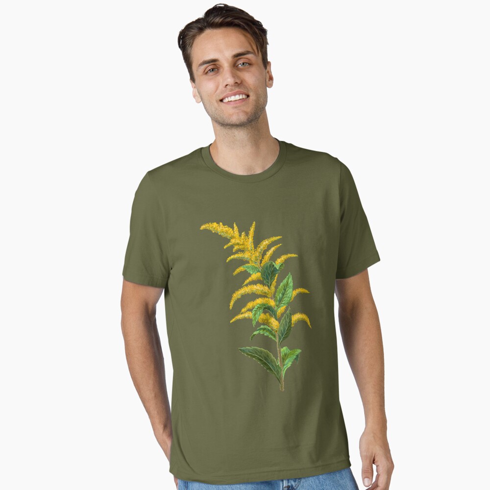 "Wrinkleaf Goldenrod Rough-stemmed Goldenrod Scientific Illustration ...
