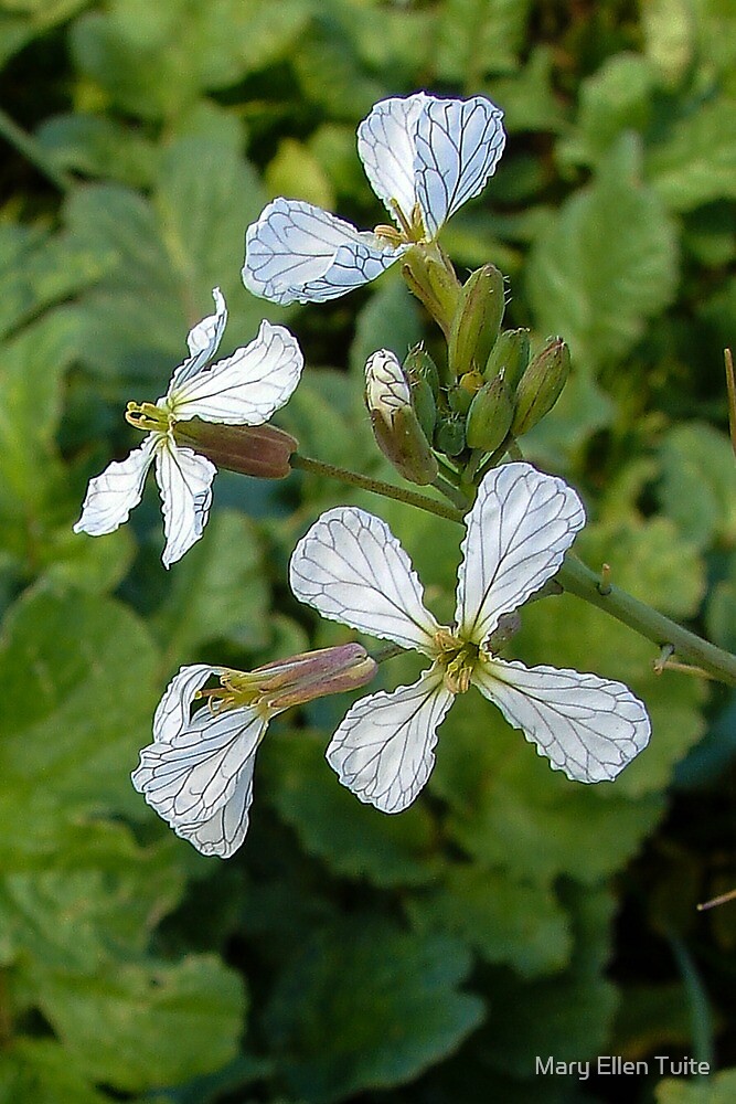 "Raphanus raphanistrum, Wild Radish" by Mary Ellen Tuite | Redbubble