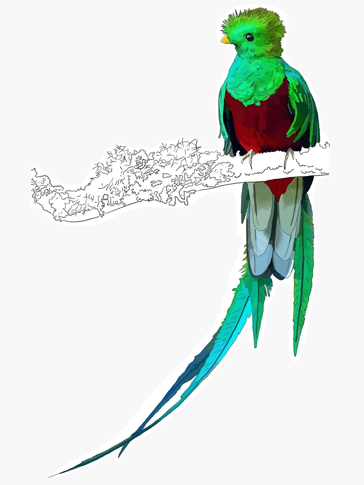 "Resplendent Quetzal" Sticker for Sale by EatBirdLove | Redbubble