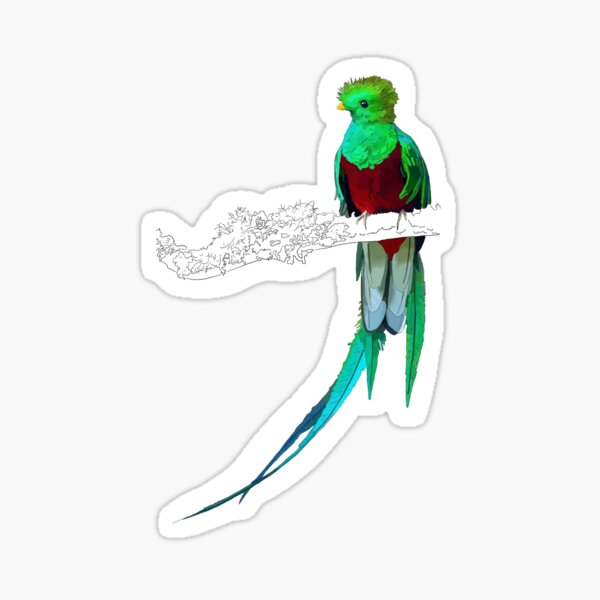 "Resplendent Quetzal" Sticker for Sale by EatBirdLove | Redbubble