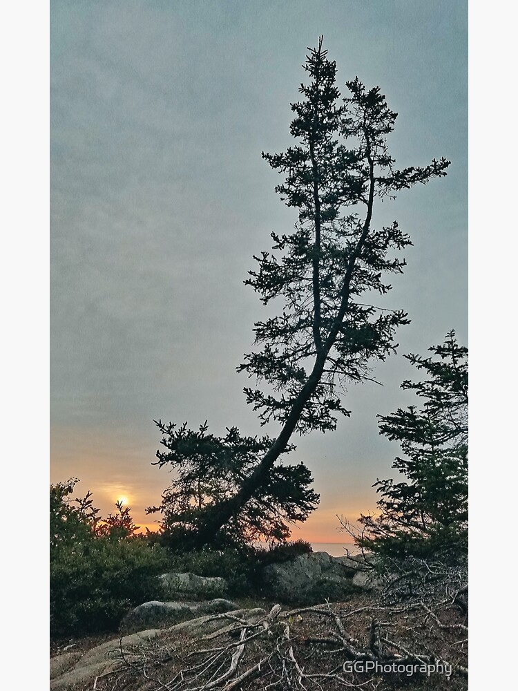 "Acadia Tree" Sticker for Sale by GGPhotography | Redbubble
