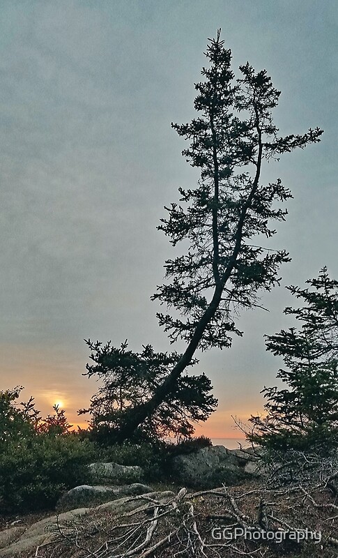 "Acadia Tree" by GGPhotography | Redbubble