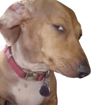 "sus dog sticker" Sticker for Sale by IKDD | Redbubble