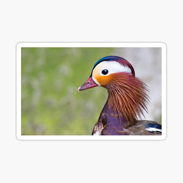 "Mandarin" Sticker for Sale by ChrisJ997 | Redbubble
