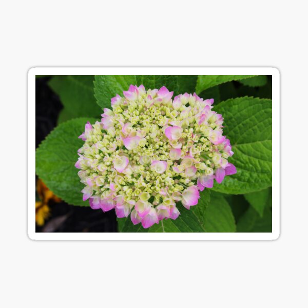 "Hydrangea Bloom in Garden" Sticker for Sale by CoreyFordArt | Redbubble