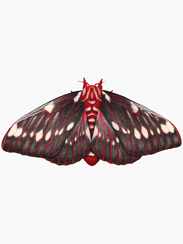 "Splendid Royal Moth (Citheronia splendens) " Sticker for Sale by ...