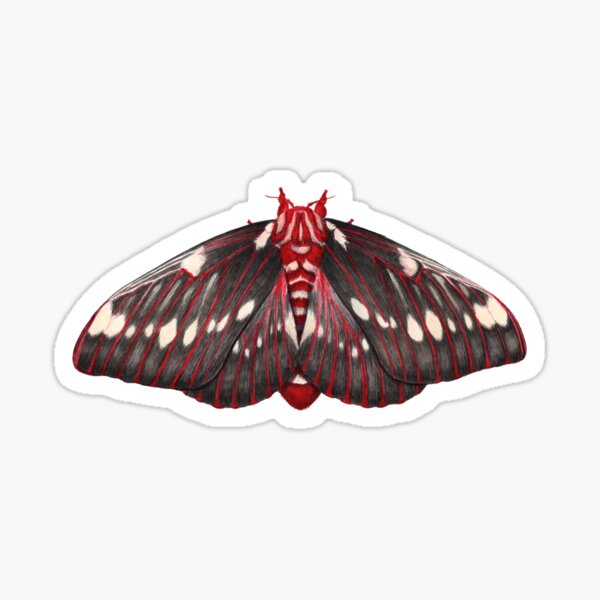 "Splendid Royal Moth (Citheronia splendens) " Sticker for Sale by ...