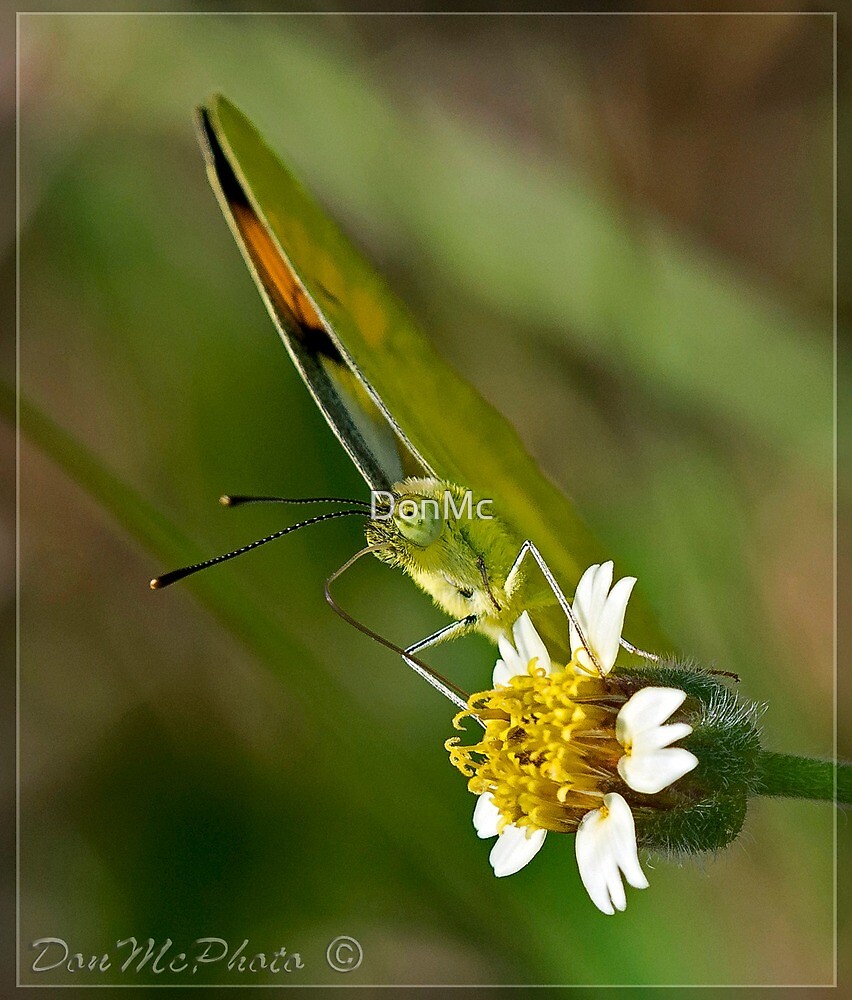 "Yellow Orange Tip (Pyrene Ixias)" by DonMc | Redbubble
