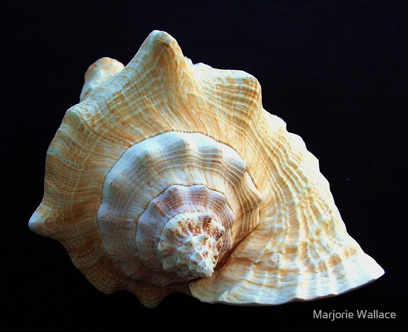 "The Magic Conch" by Marjorie Wallace | Redbubble