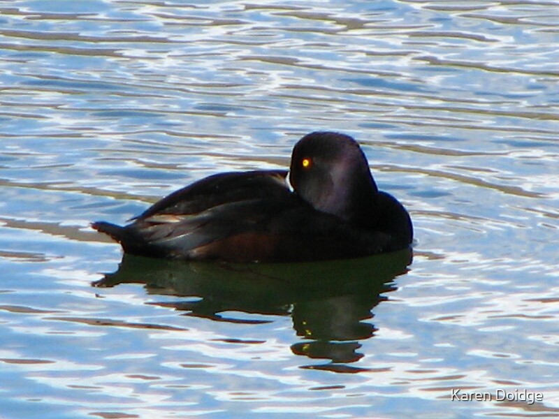 "Little black teal duck with reflections" by Karen Doidge | Redbubble