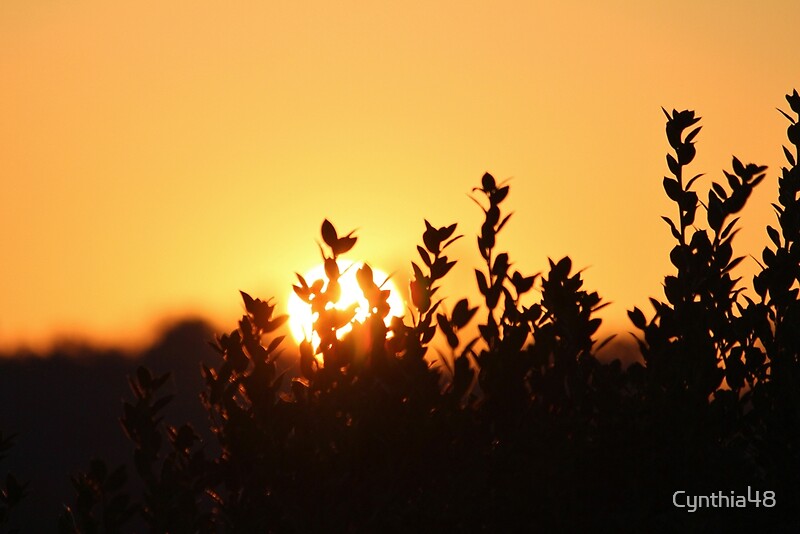 "Rising Sun" by Cynthia48 | Redbubble