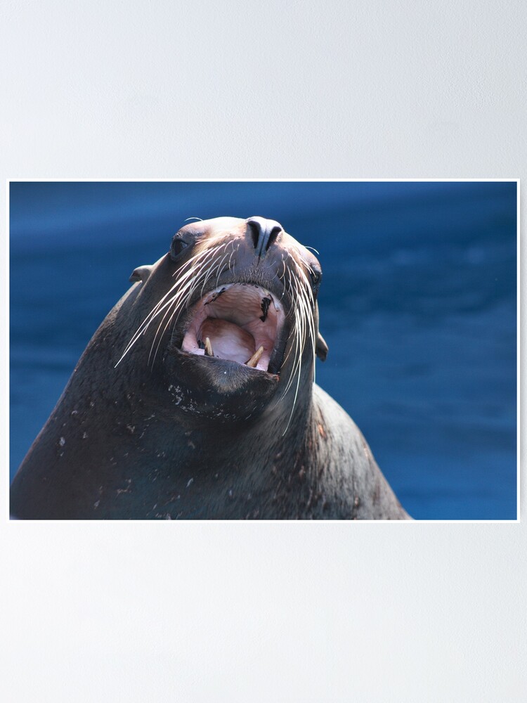 "Sea Lion" Poster by Schummi | Redbubble