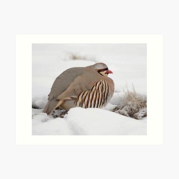 "Antelope Island Chukar" Art Print for Sale by DWMMPhotography | Redbubble