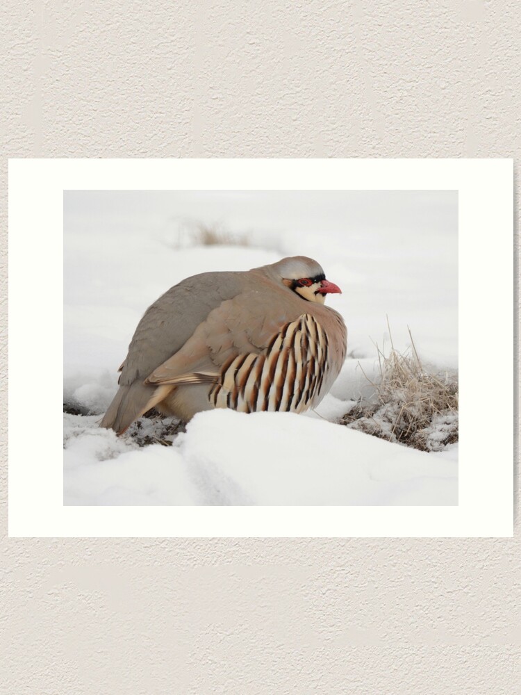 "Antelope Island Chukar" Art Print for Sale by DWMMPhotography | Redbubble