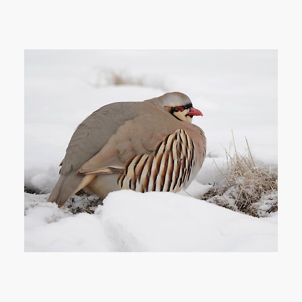 Chukar Gifts & Merchandise | Redbubble