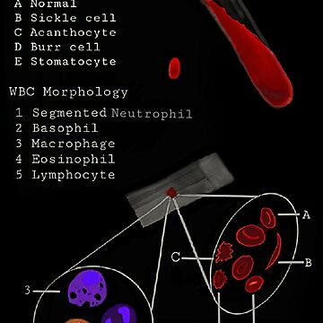 "RBc WBC Morphology" Sticker for Sale by IamBrookesoyeah | Redbubble